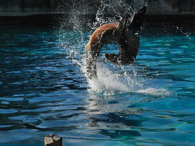 ¿CÓMO LLEGAR A FAUNIA? - Colectivia Blog | Parques de atracciones ...